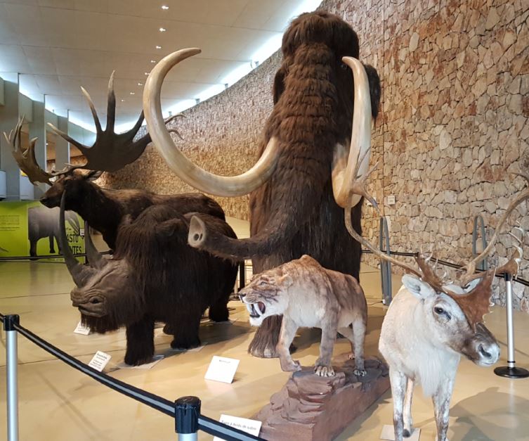 Quel Est Le Parcours Du Musée De La Préhistoire – GKAAJE